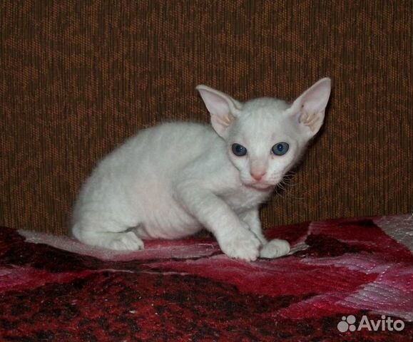 Ласковый плюшевый малыш