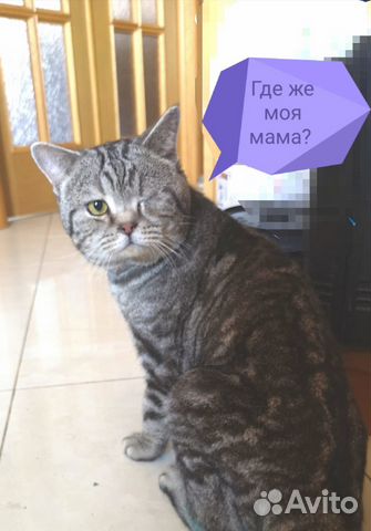 Одноглазый шотландский котик в дар