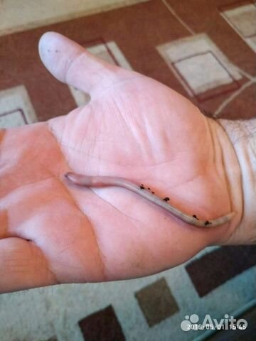 Черви (дендробена)