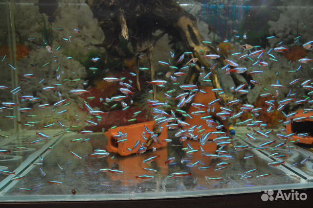 Аквариумные рыбки собственного разведения