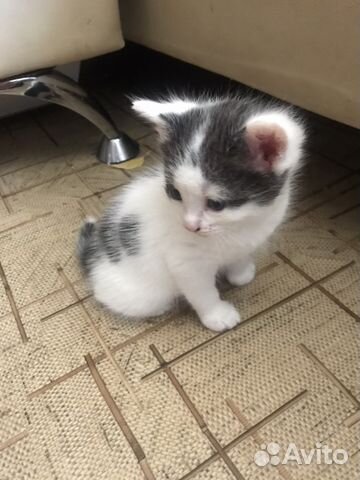 Котёнок, помесь с сибирской породой