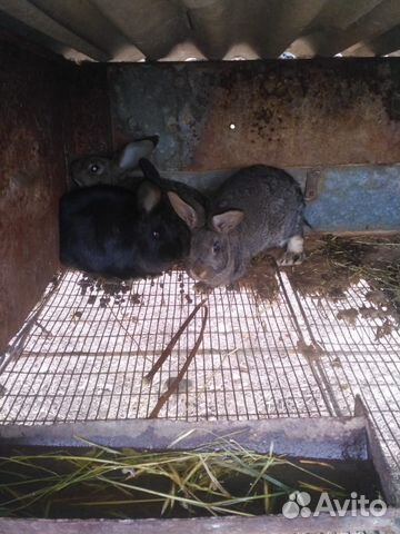 Продам крольчат