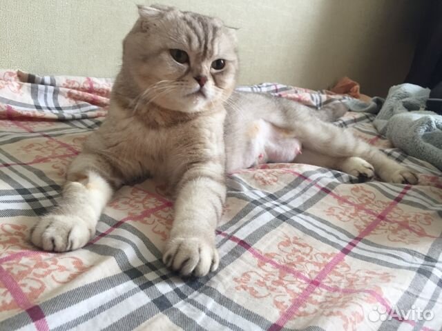 Шотландские котята