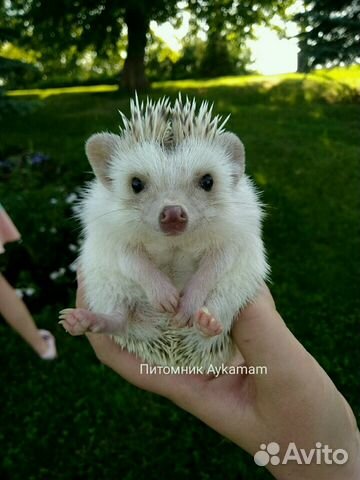 Декоративные ручные африканские карликовые ежата