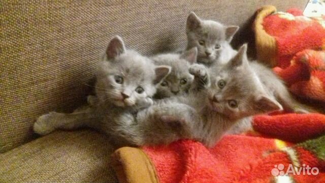 Британские котята