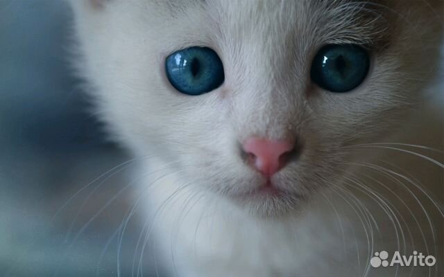 Бесплатно на Счастье)