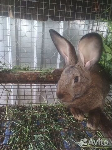 Продам кролов на племя (Великаны)