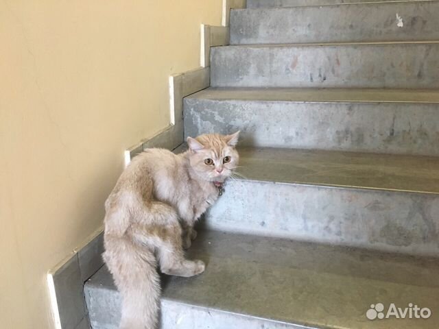 Отдам в добрые руки