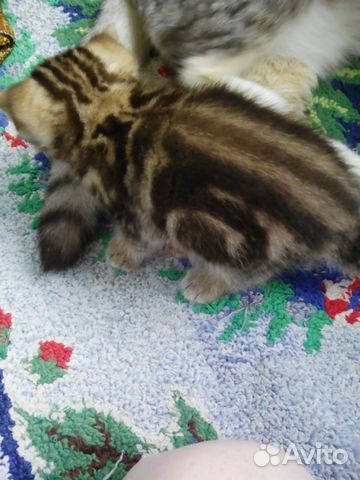 Продам котёнка