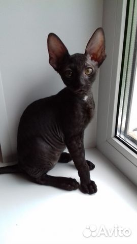 Корниш рекс котята продажа