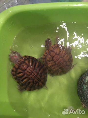 Красноухие черепахи