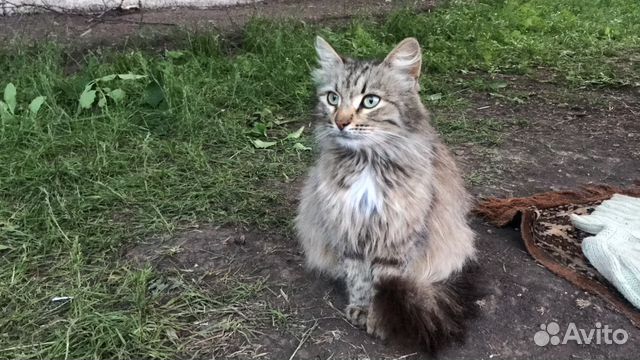 Норвежская лесная кошечка, молодая, тигровая пушис