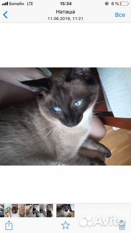 Котик в добрые руки