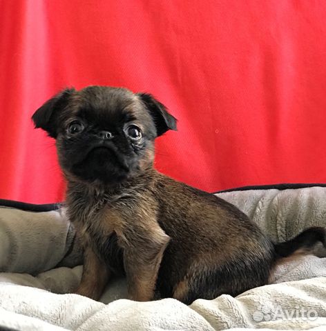 Мини Девочка Пти Брабансон