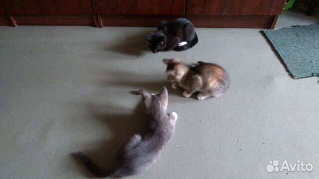 Котята дворянской породы