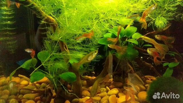 Отдам гуппи