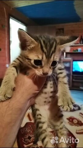 Котята от абиссинской кошки