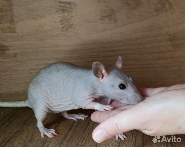 Крыса сфинкс в добрые руки