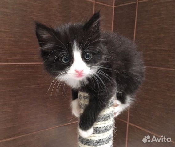 Котенок, ласковый карапуз