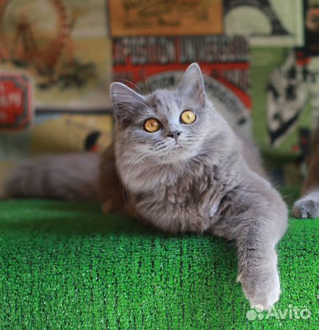 В добрые руки. Голубая британская д.ш девочка