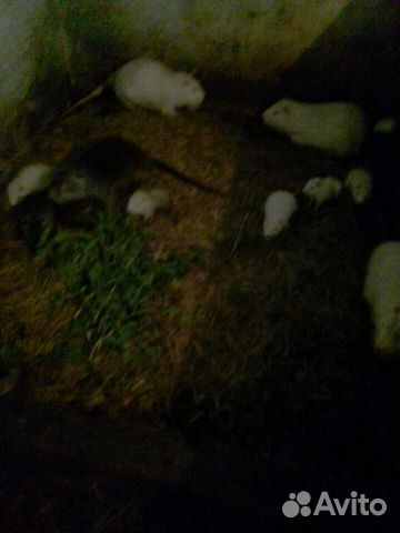 Нутрии для разведения взрослые