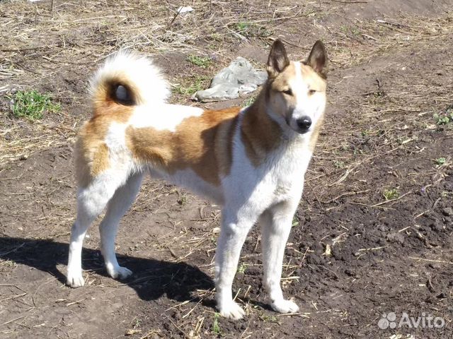 Лайка зс кобель ищет невесту