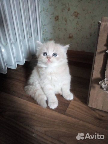 Шотландские котята