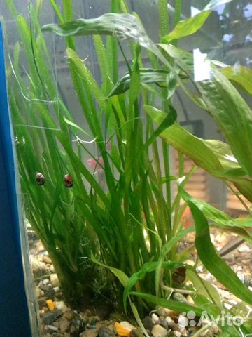 Криптокарина, валиснерия