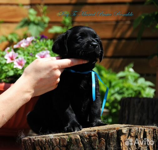 Черные лабрадорчики с документами