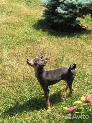 Той-Терьера