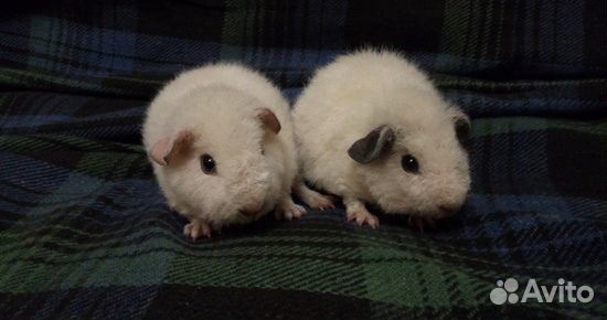 Морские свинки американский тедди,г/ш,ангора