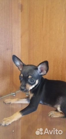 Мини тойчик мальчик