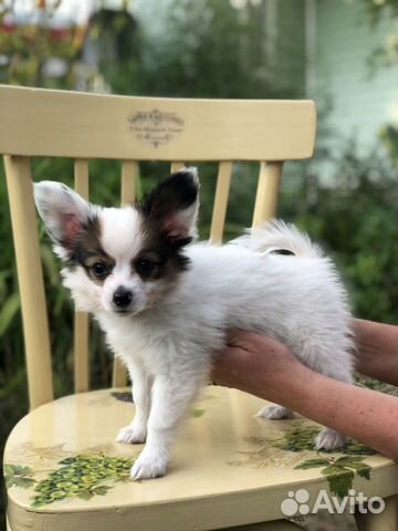 Папийон мальчик 2.5 месяца