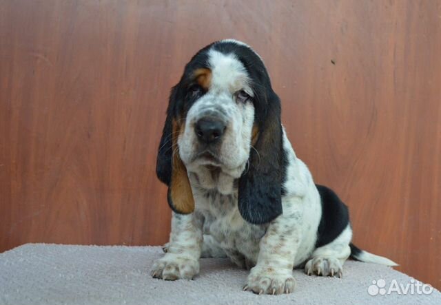 Щенок бассет хаунда