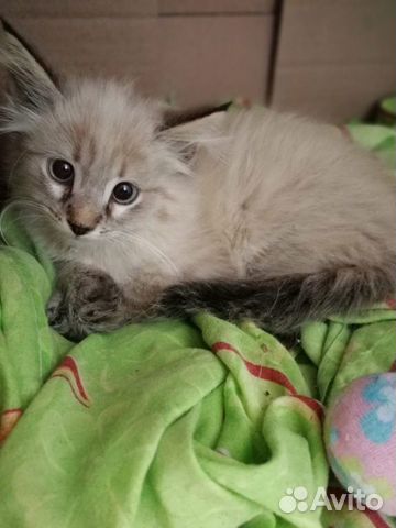 Котенок девочка породы невская маскарадная 2 мес