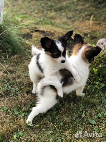 Папийон щенок девочка 2.5 месяца