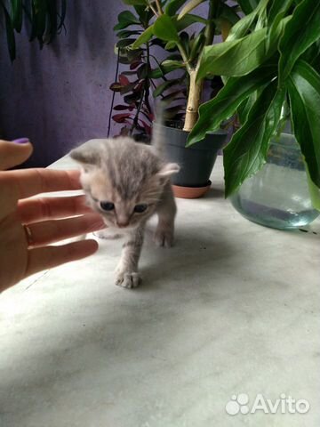 Продам котёнка от британки
