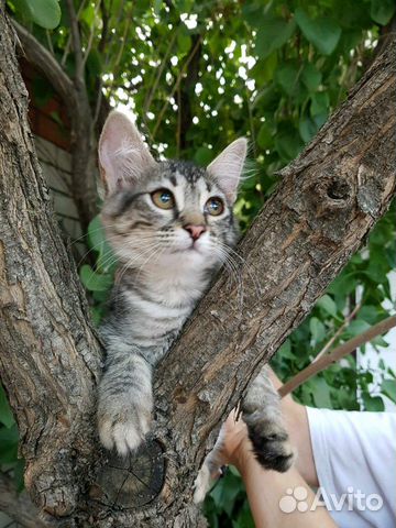 Супер ласковая кошечка в дар