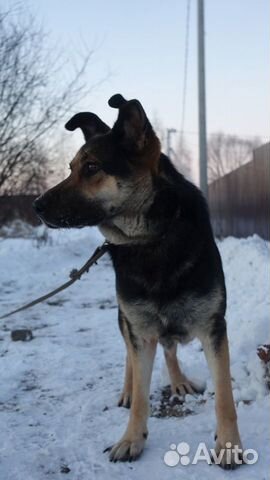 Ищет дом ласковая Веста