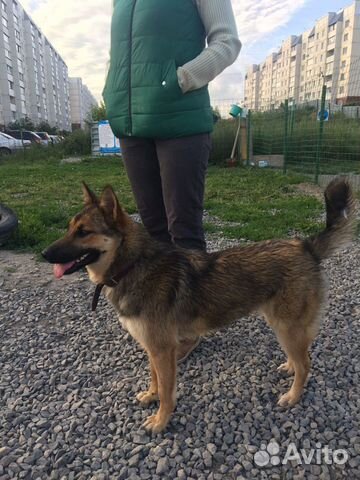 Собака фенотип овчарки