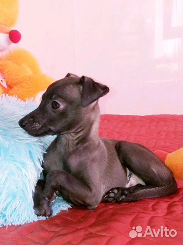 Левретка, девочка