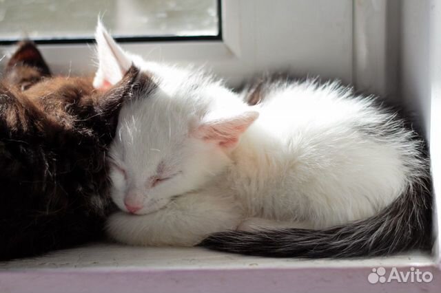 Котенок девочка бело-черная 2 месяца отдам в дар
