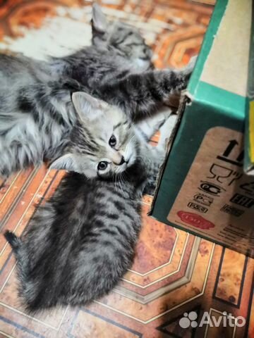 Котята мальчики ищут дом