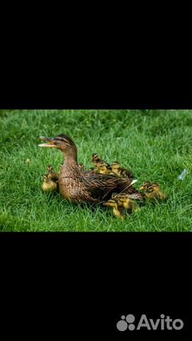 Утки кряква