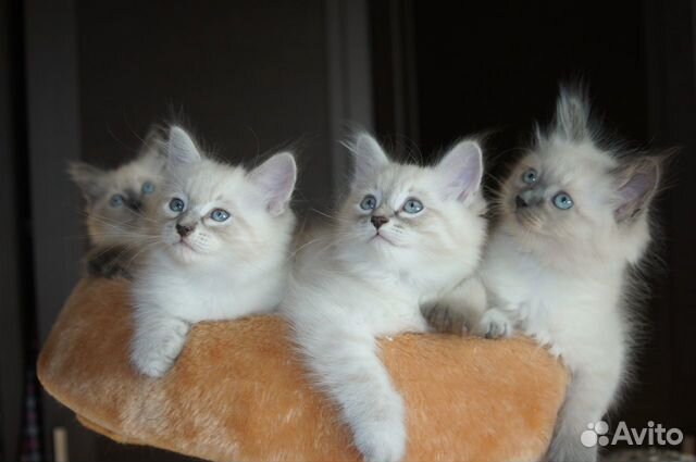 Невские маскарадные котята