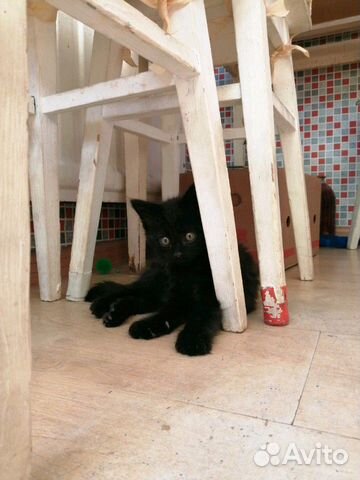 Котенок
