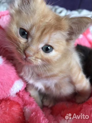 Котята полуперсы от домашней кошки