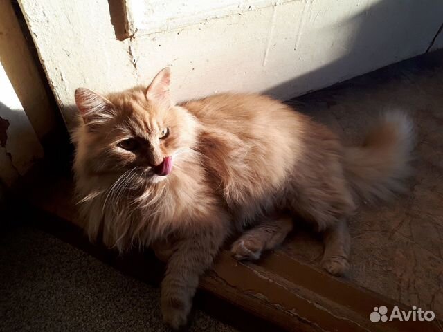 Комнатное солнце в подарок)