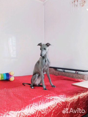 Щенок левретки, 7мес
