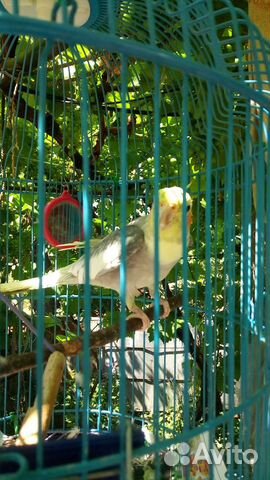 Продам кареллу